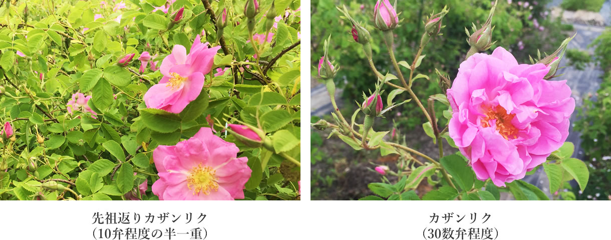花畑薔薇小話:バラの歴史と文化 2 古代ギリシア周辺6 香るバラ 会津花畑蒸溜所